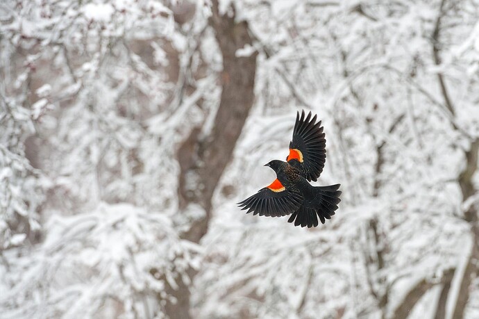 Blackbird Health: Pioneering Precision Mental Healthcare - Research and ...